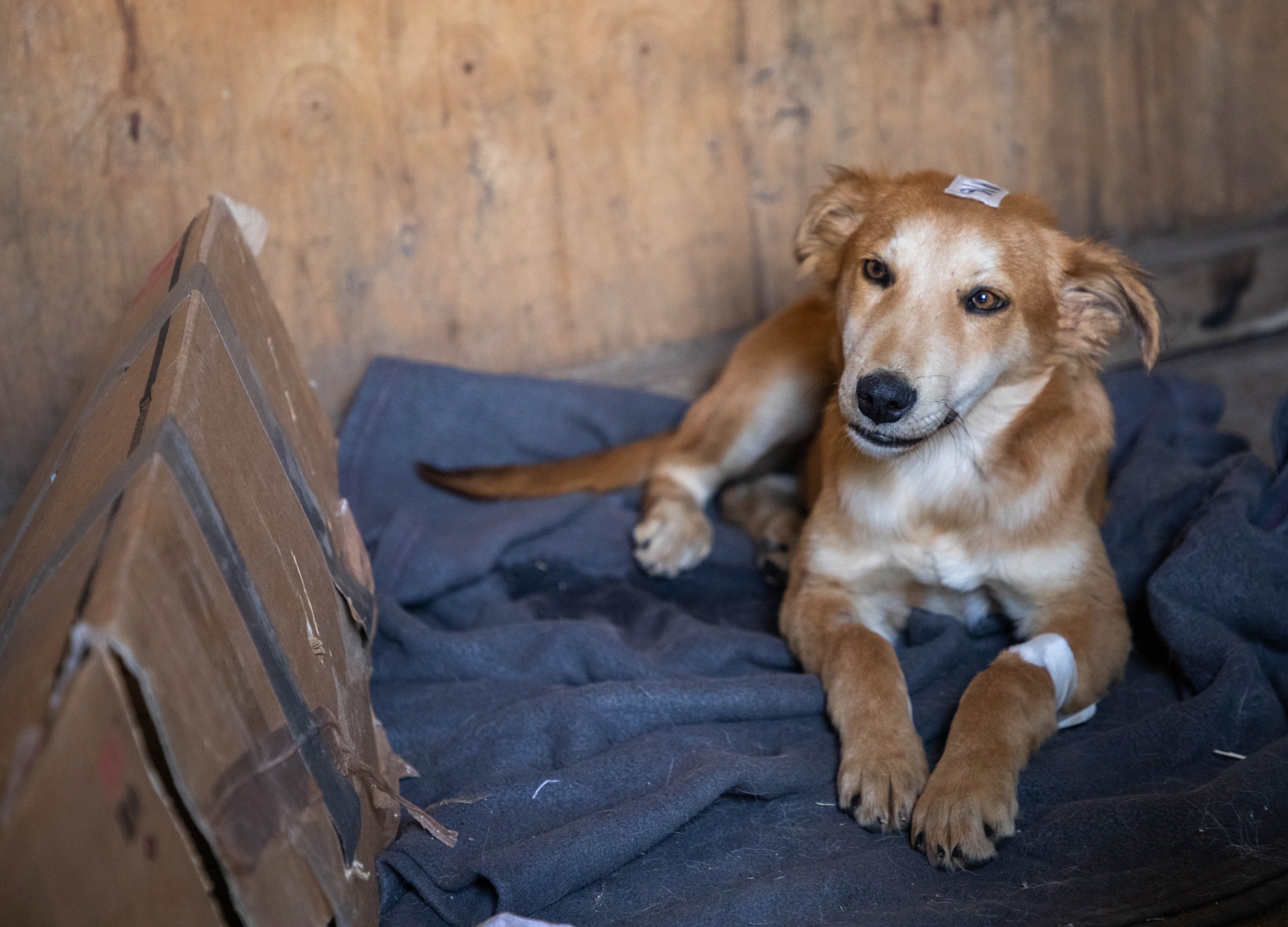 Internationale projekter | Dyrenes Beskyttelse